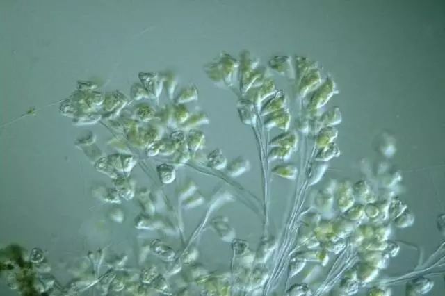 23 Commonly Seen Microorganisms In STP